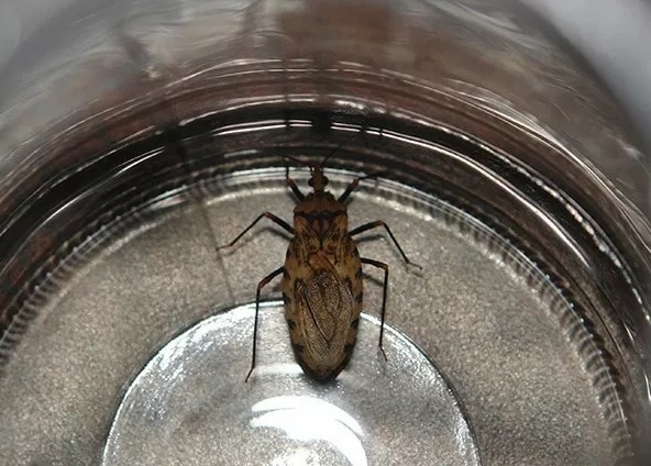 Dos chipos infectados confirmó el Instituto de Biología Experimental