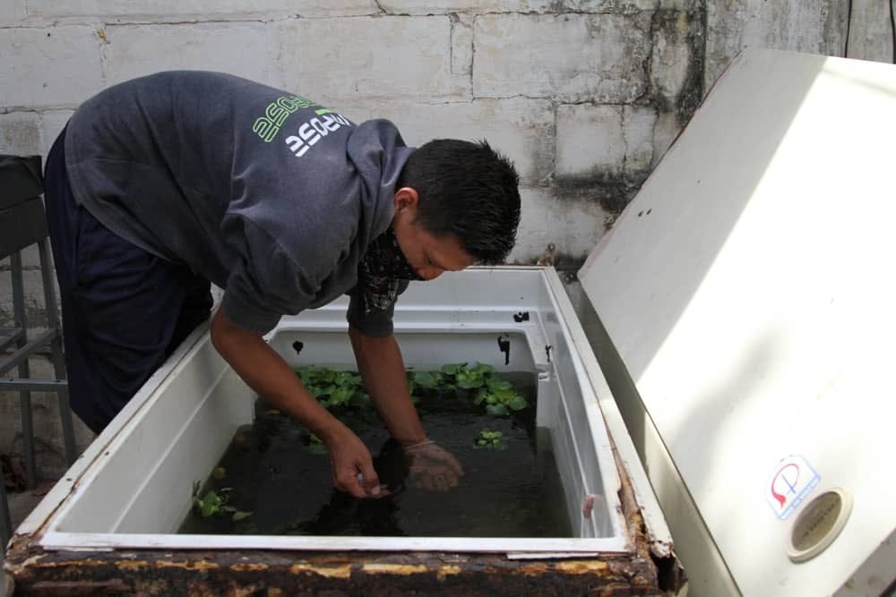 Cría y venta de peces de acuario salva el alimento de familias marabinas