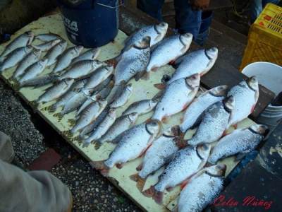 Gastronomía de Bolívar enaltece la región con sus sabores