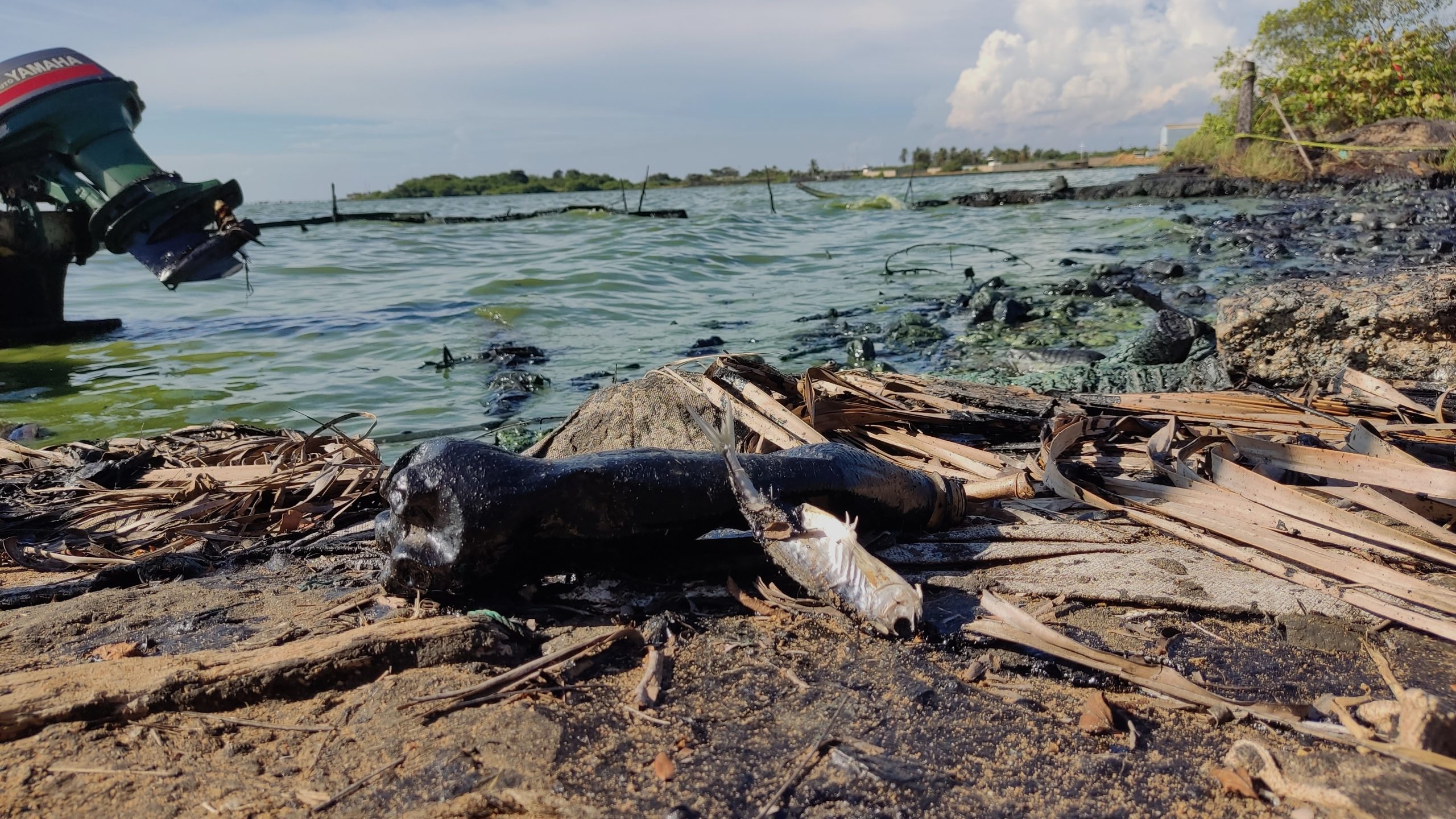 Contaminación en el Lago de Maracaibo tiñe sus aguas de verde