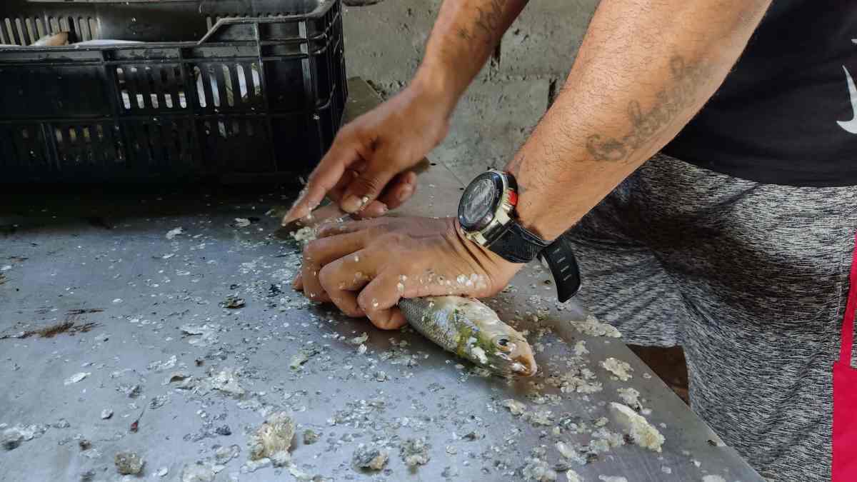 En Catia florece la venta de pescado recién salido del agua