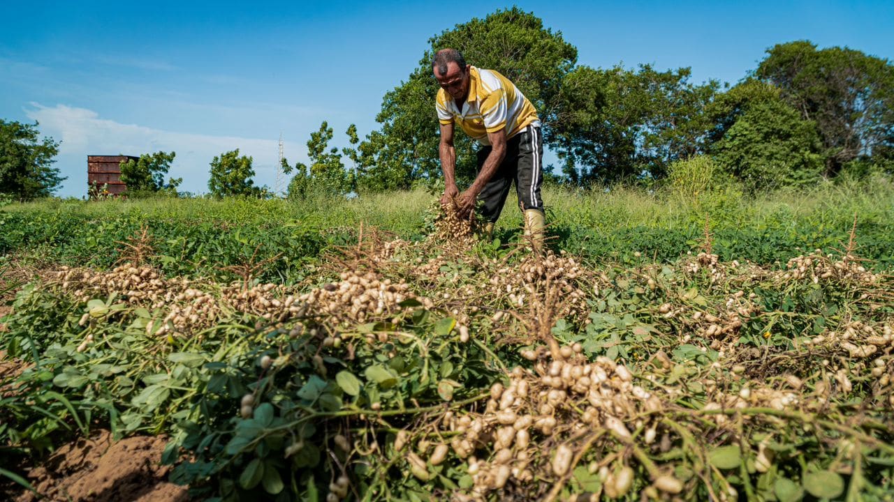 El maní se convierte en una realidad productiva en Maracaibo