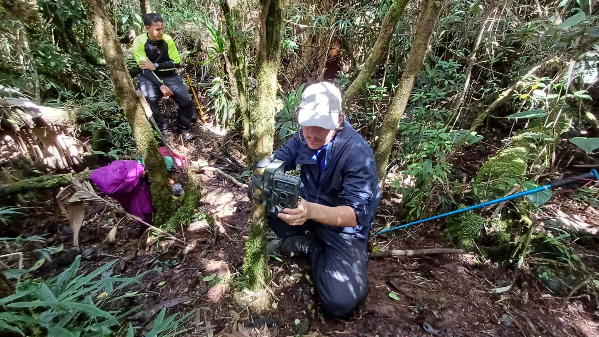 Expertos unen esfuerzos para salvar a la danta del Waraira Repano